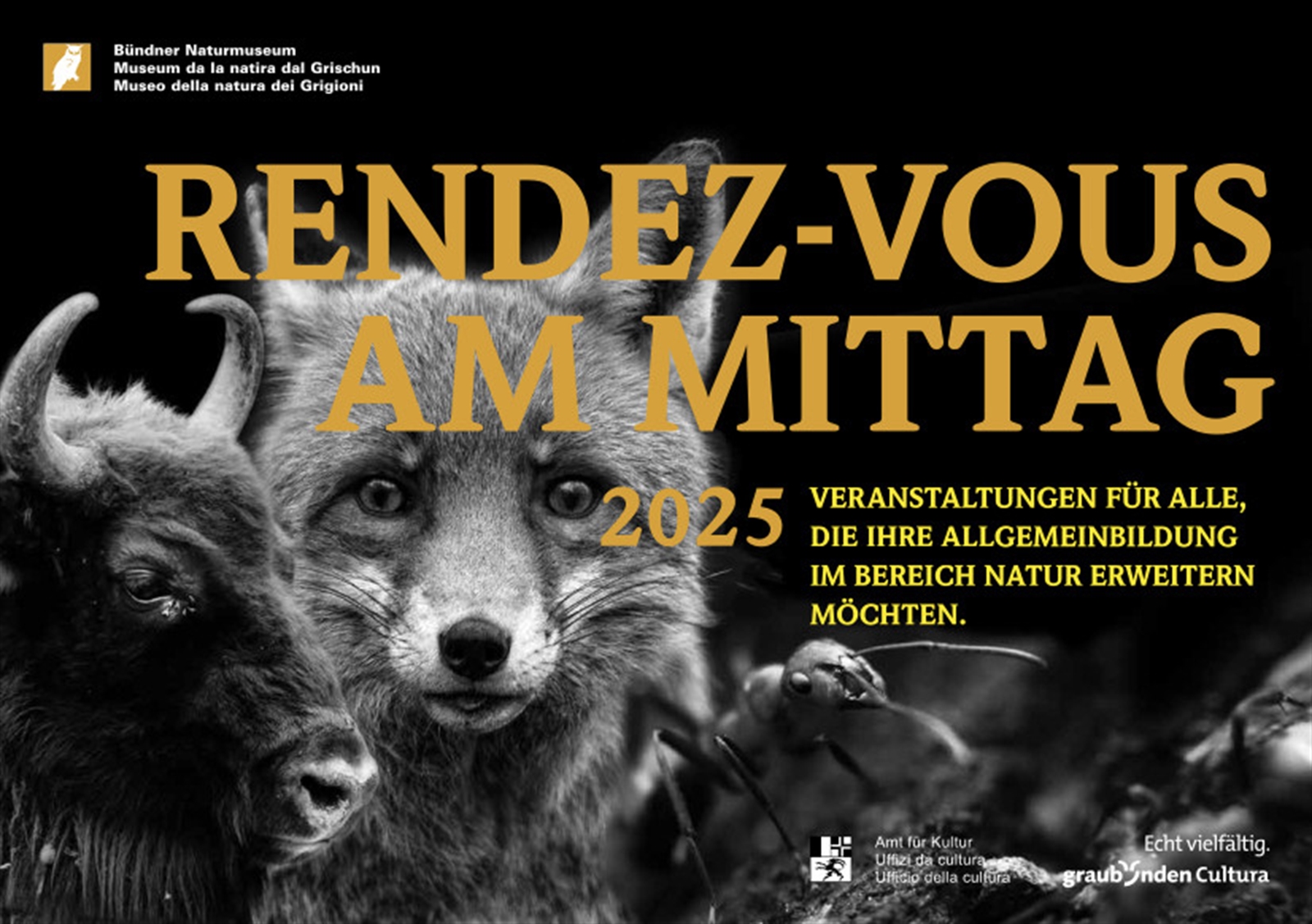 Rendez-vous am Mittag: Kulturfolger in der freien Natur - Füchse im ...